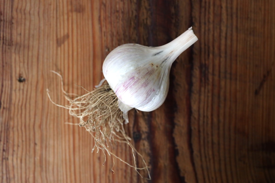 Planting, Harvesting, and Curing Garlic for Storage - It's easy! - From ...