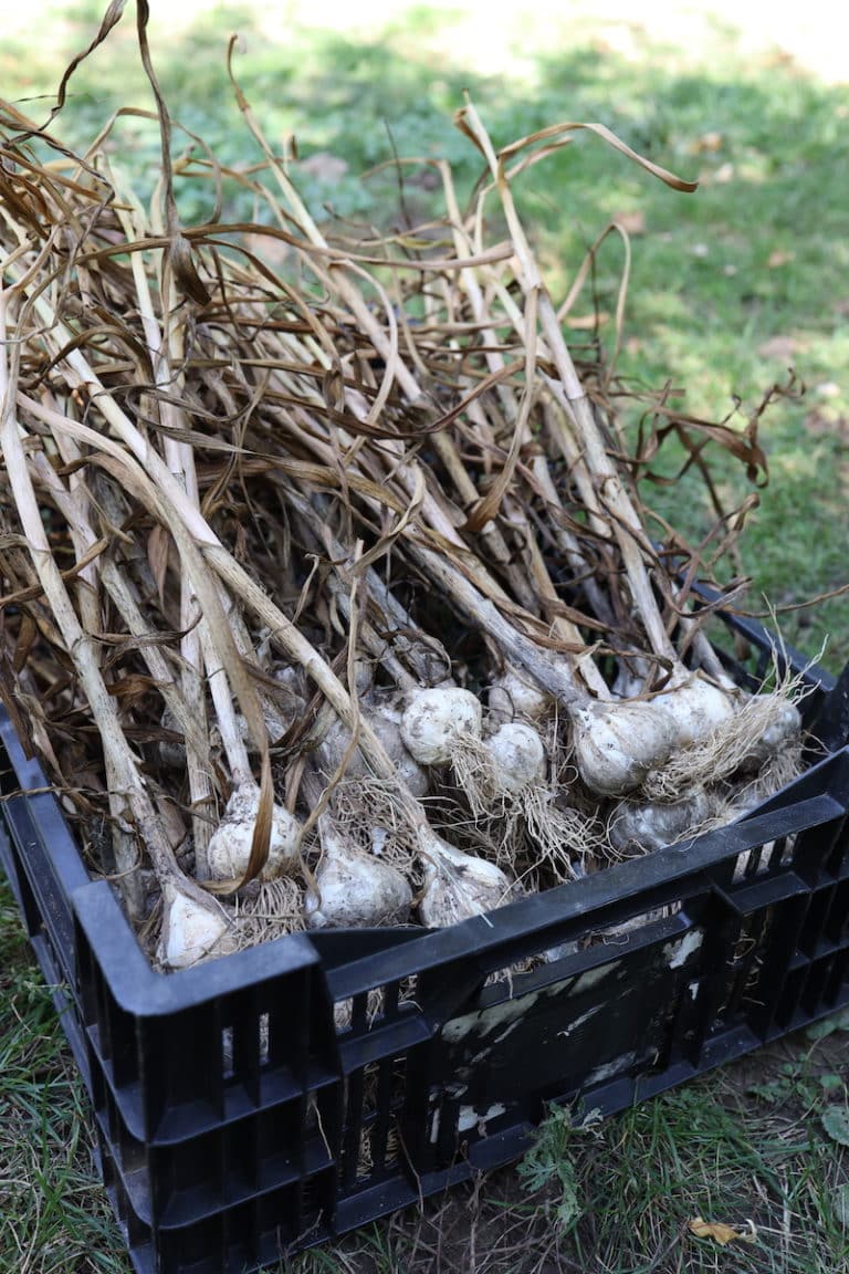Planting, Harvesting, and Curing Garlic for Storage - It's easy! - From ...