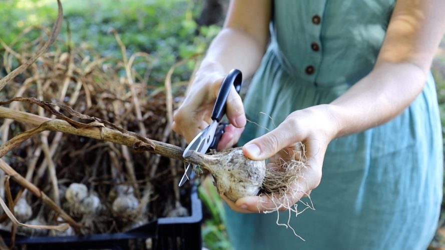 Planting, Harvesting, and Curing Garlic for Storage - It's easy! - From ...