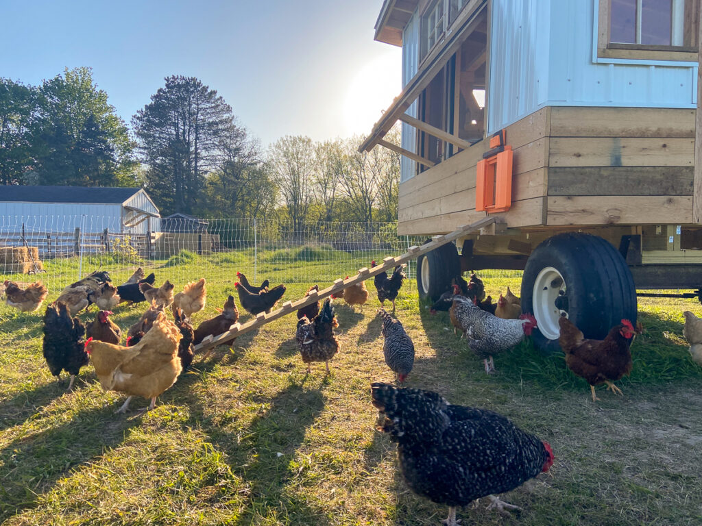 Ultimate DIY Movable Chicken Coop | Running Gear Egg Mobile Build ...