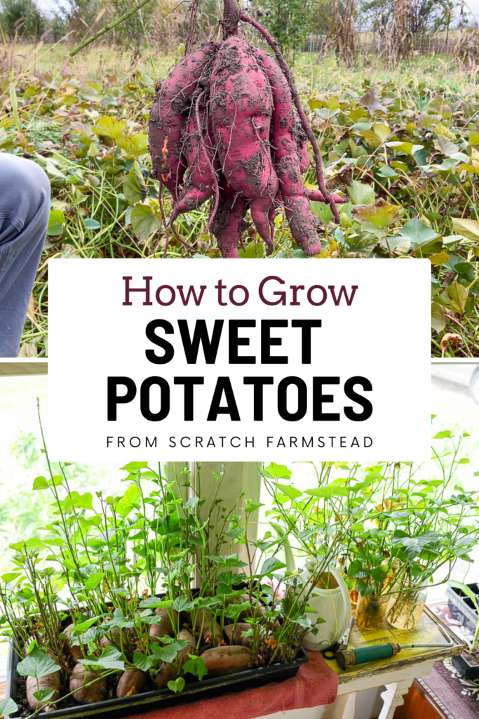 How to Grow Sweet Potatoes From a Sweet Potato - From Scratch Farmstead